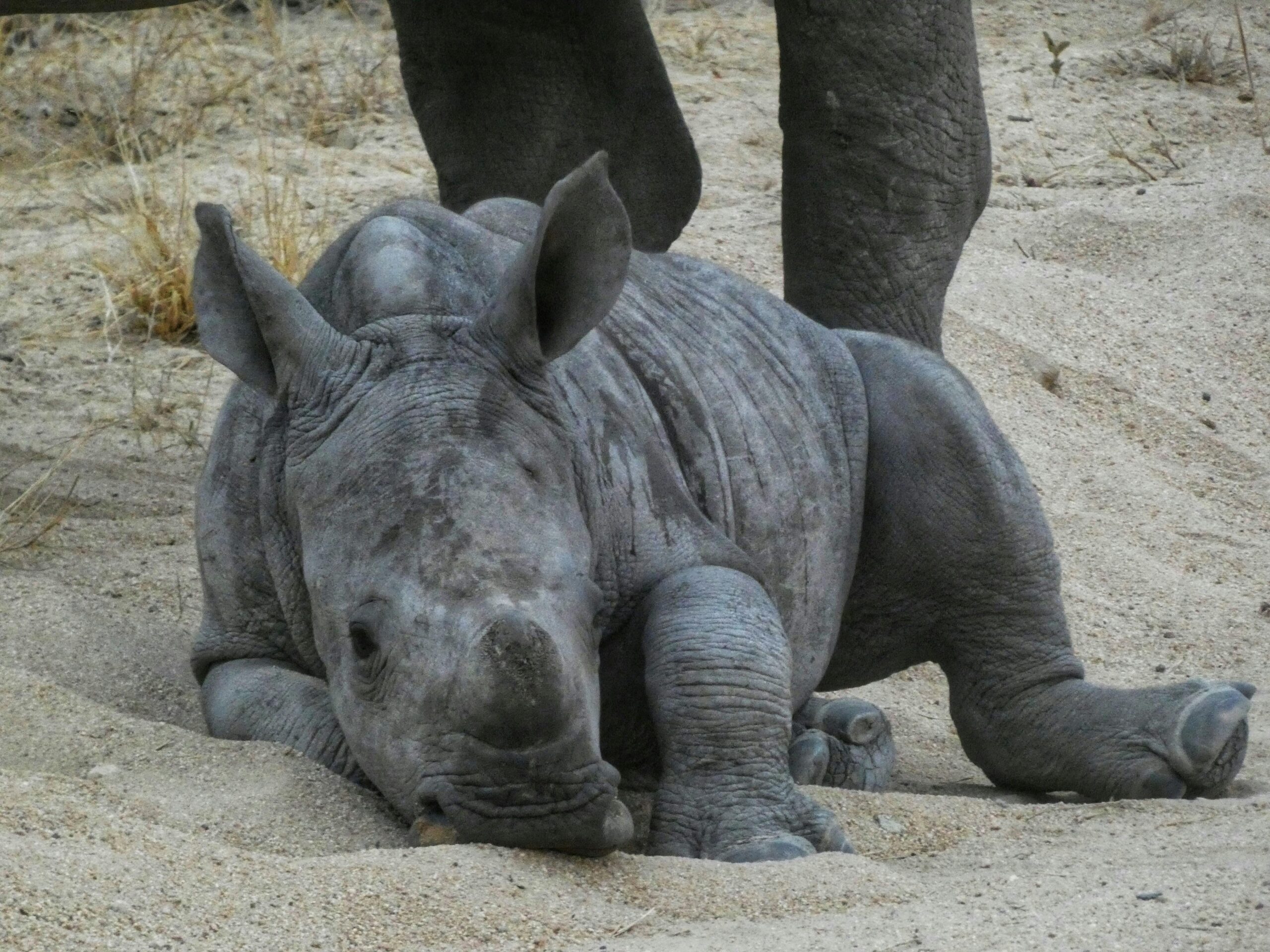 South Africa Wildlife Safari Adventure (Big Five, Safaris & Nature)